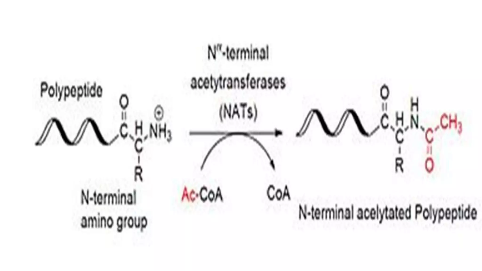 Acetylation | PPTX | Chemistry | Science