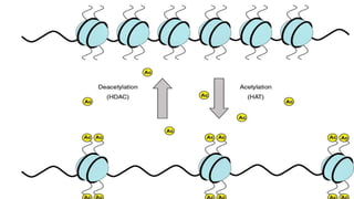 Acetylation | PPTX | Chemistry | Science