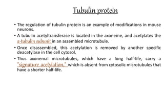 Acetylation | PPTX | Chemistry | Science