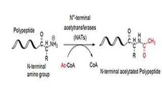 Acetylation | PPTX | Chemistry | Science