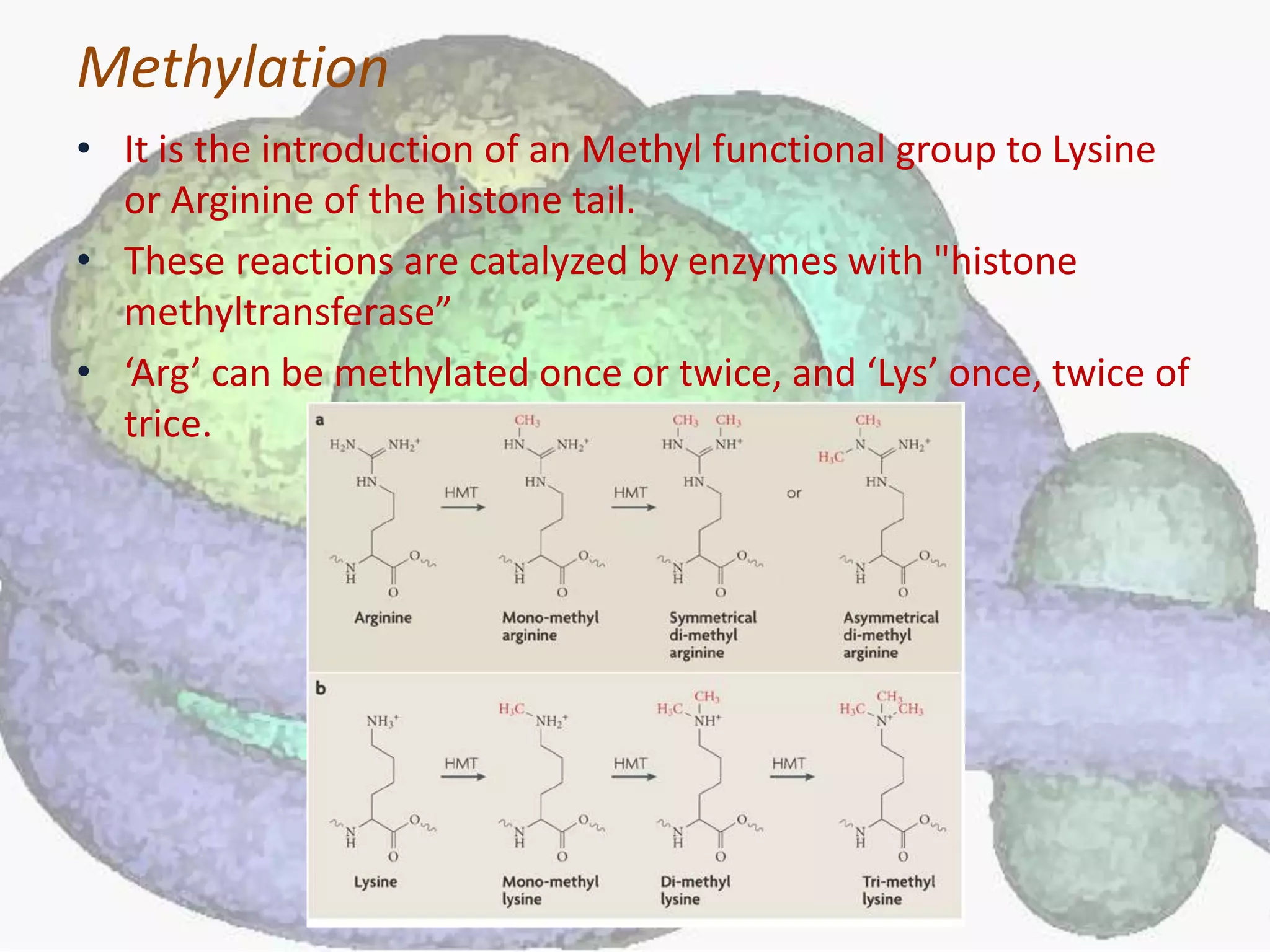 Histone Modification: Acetylation n Methylation | PPTX