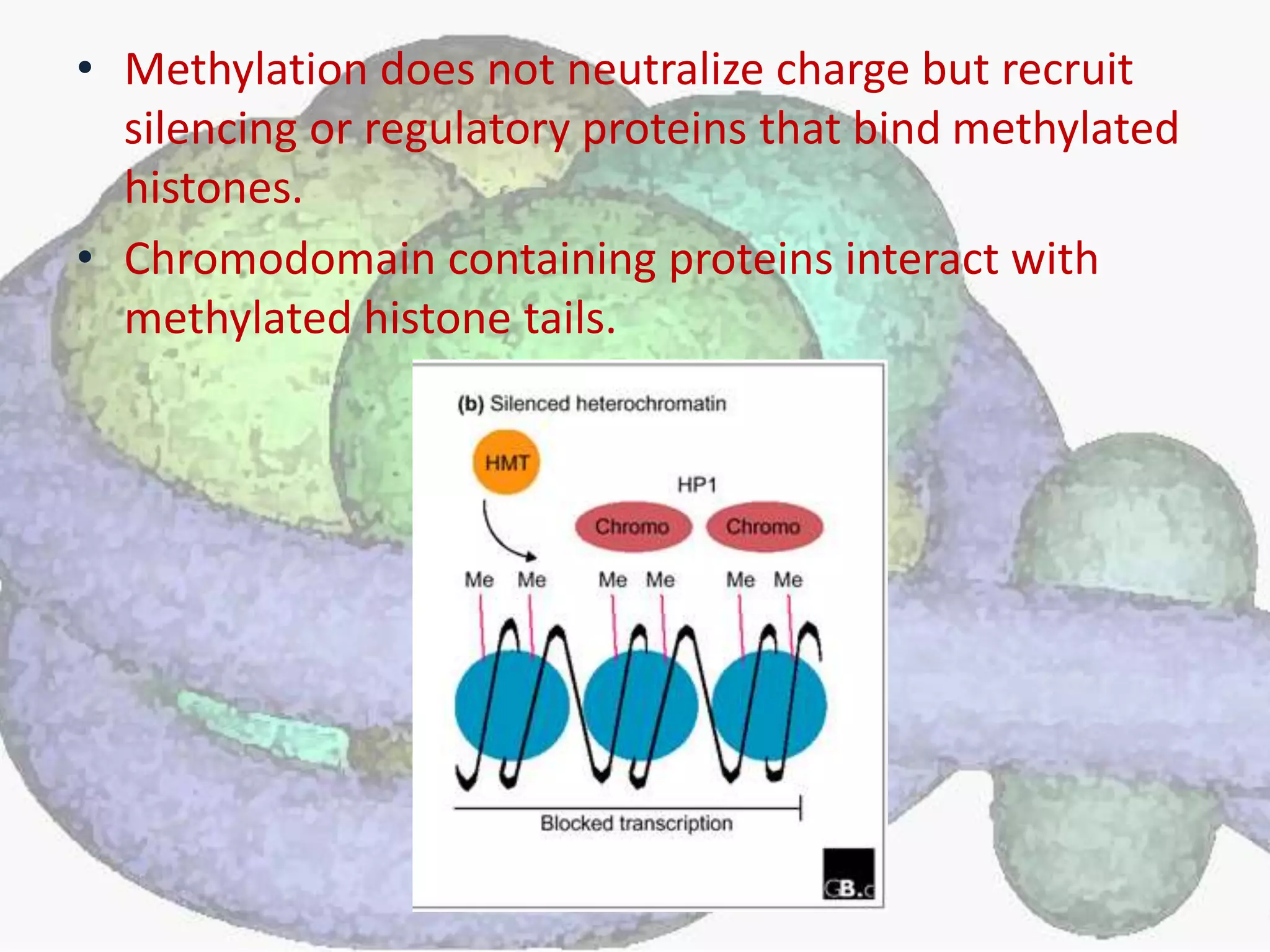 Histone Modification: Acetylation n Methylation | PPTX