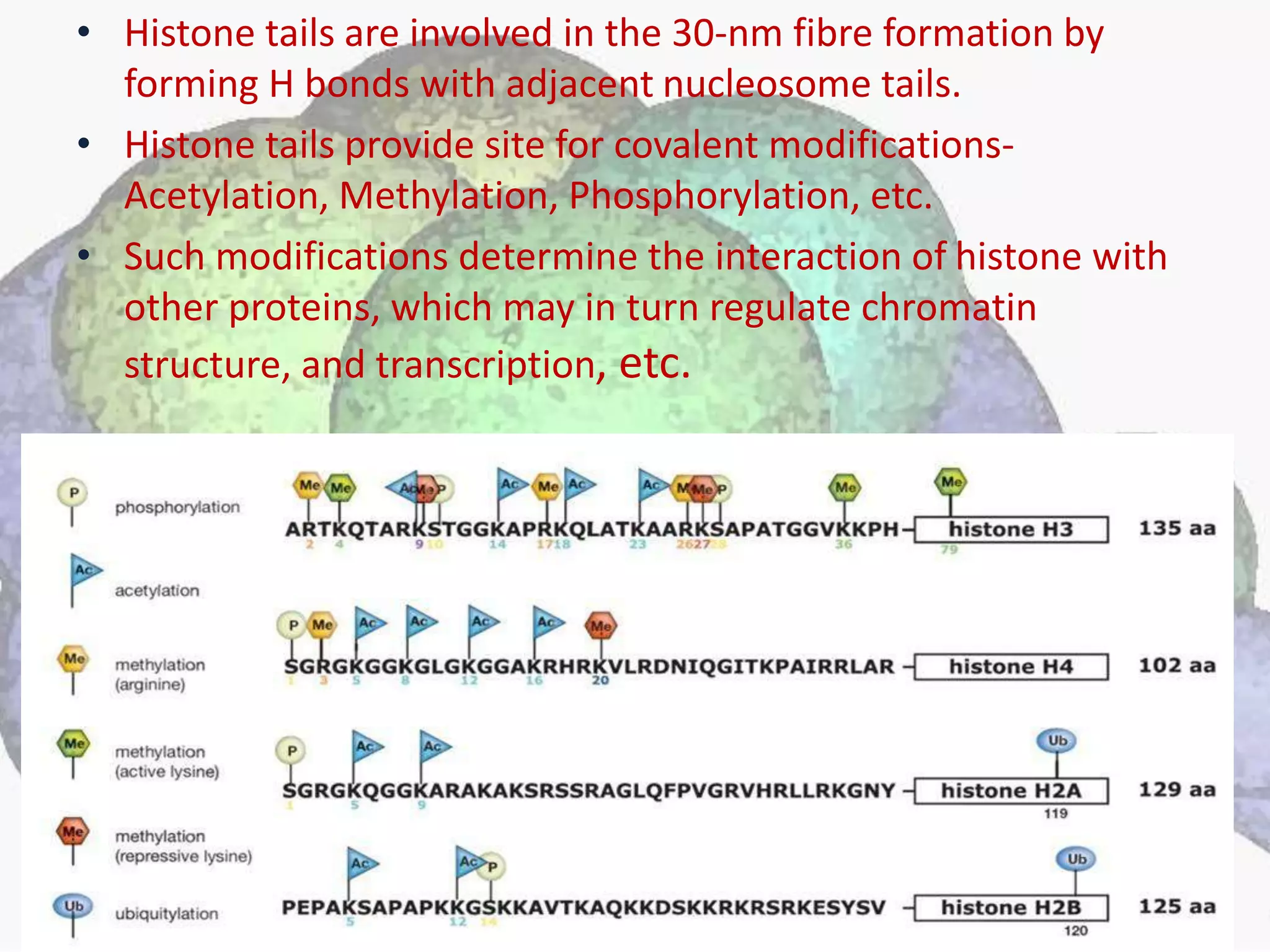 Histone Modification: Acetylation n Methylation | PPTX
