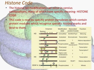 Histone Modification: Acetylation n Methylation | PPTX