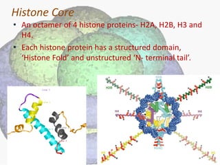 Histone Modification: Acetylation n Methylation | PPTX