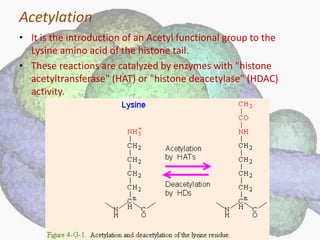 Histone Modification: Acetylation n Methylation | PPTX