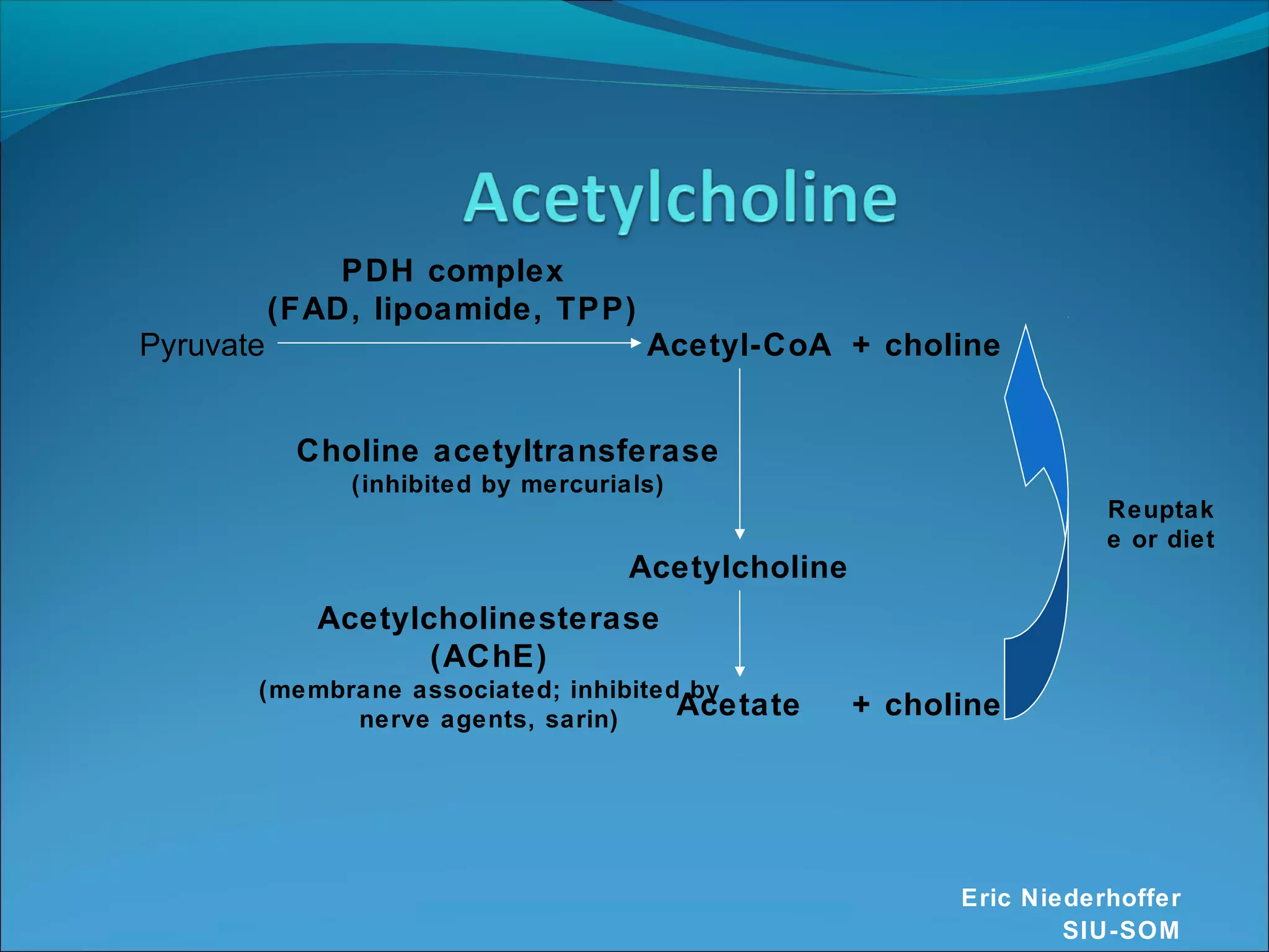 ROLE OF ACETYCHOLINE AND SYNTHESIS | PPT