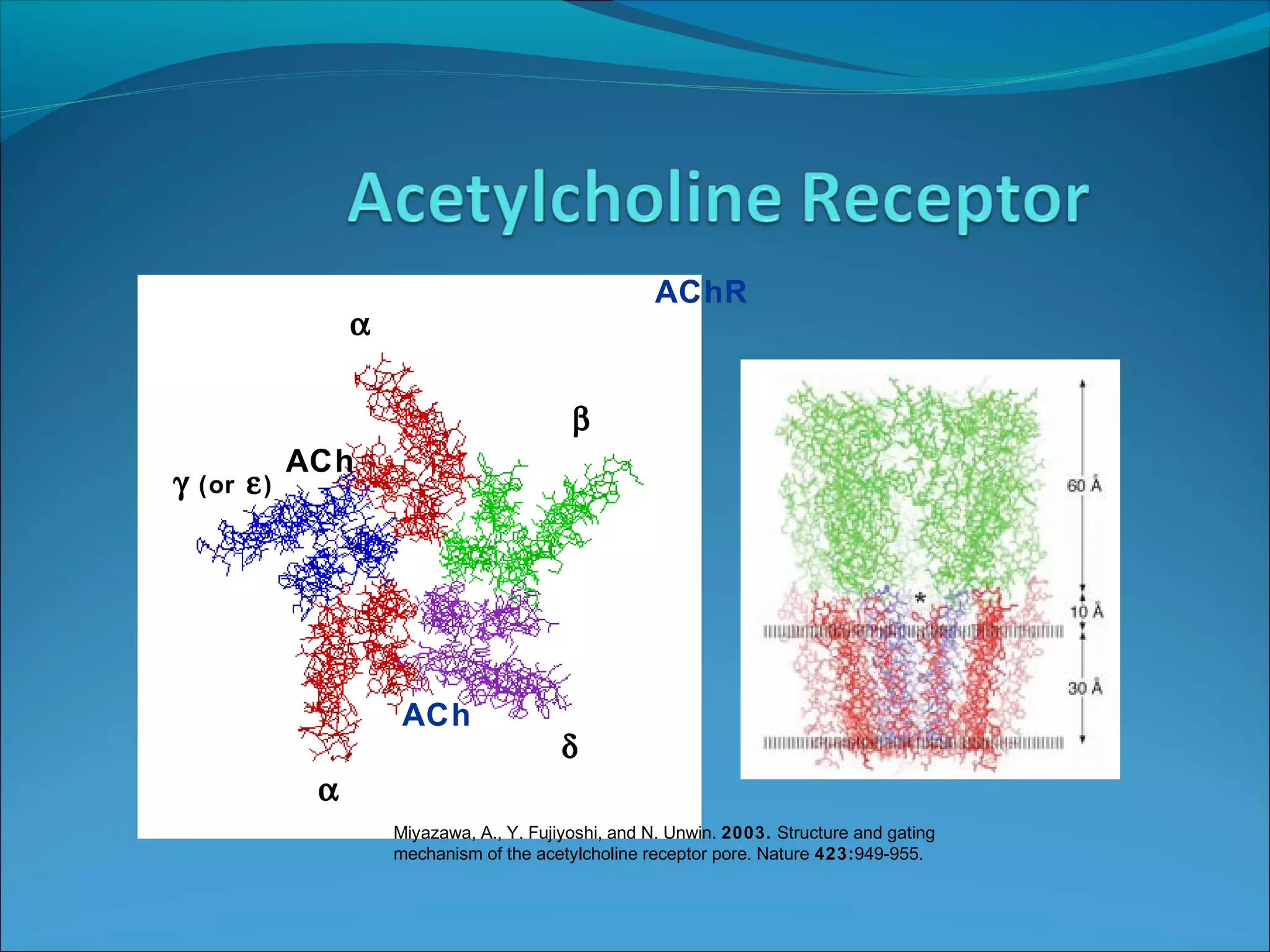 ROLE OF ACETYCHOLINE AND SYNTHESIS | PPT