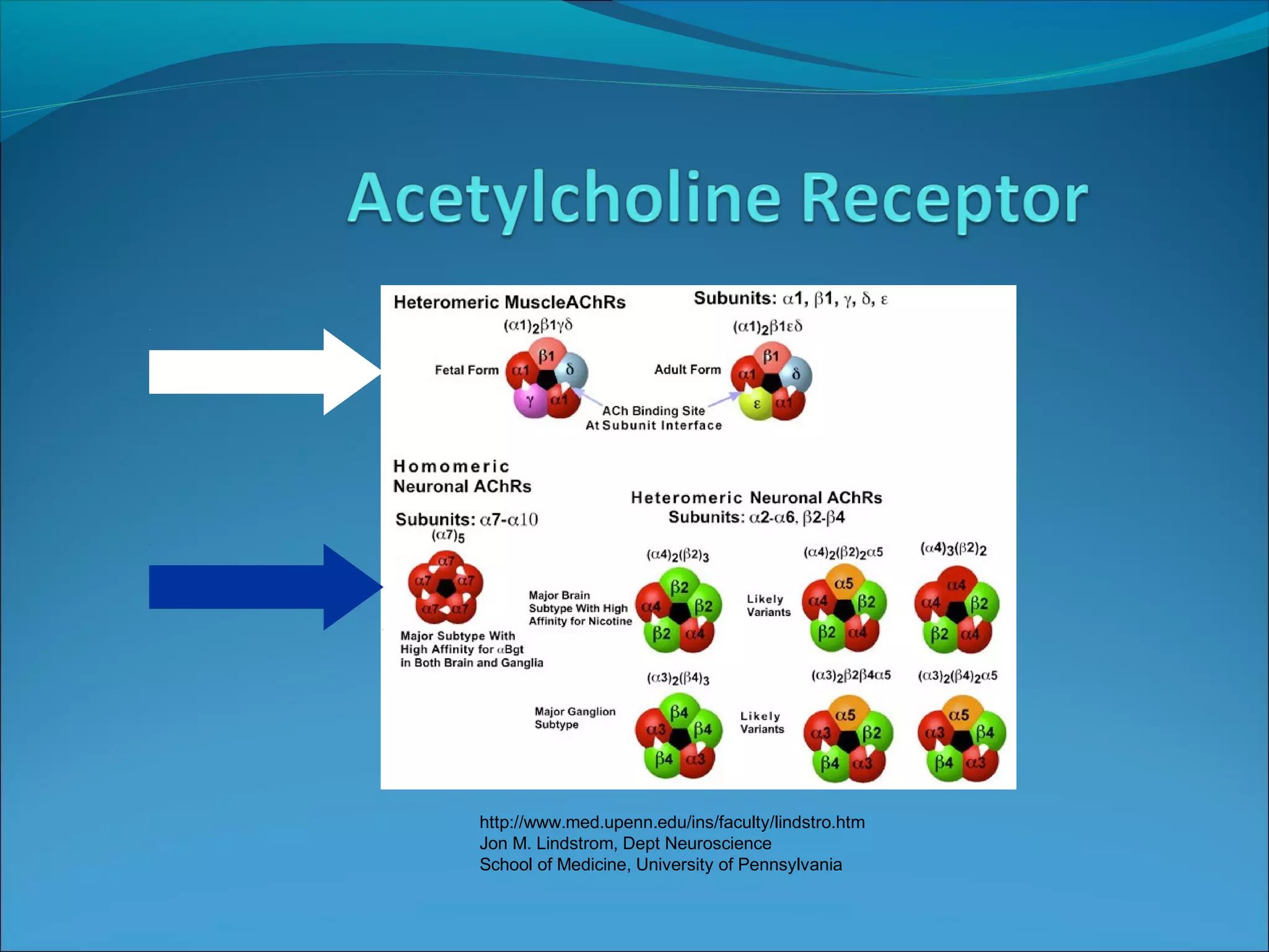 ROLE OF ACETYCHOLINE AND SYNTHESIS | PPT