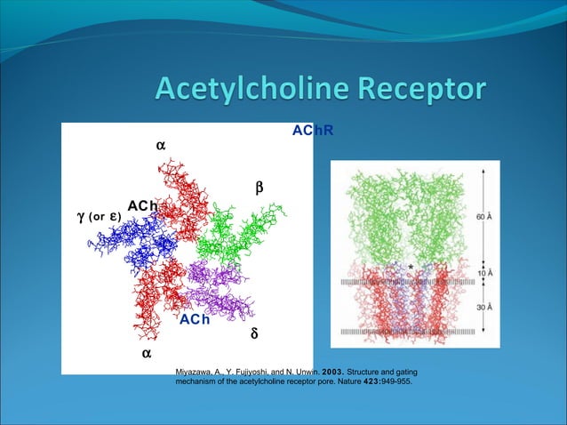 ROLE OF ACETYCHOLINE AND SYNTHESIS | PPT