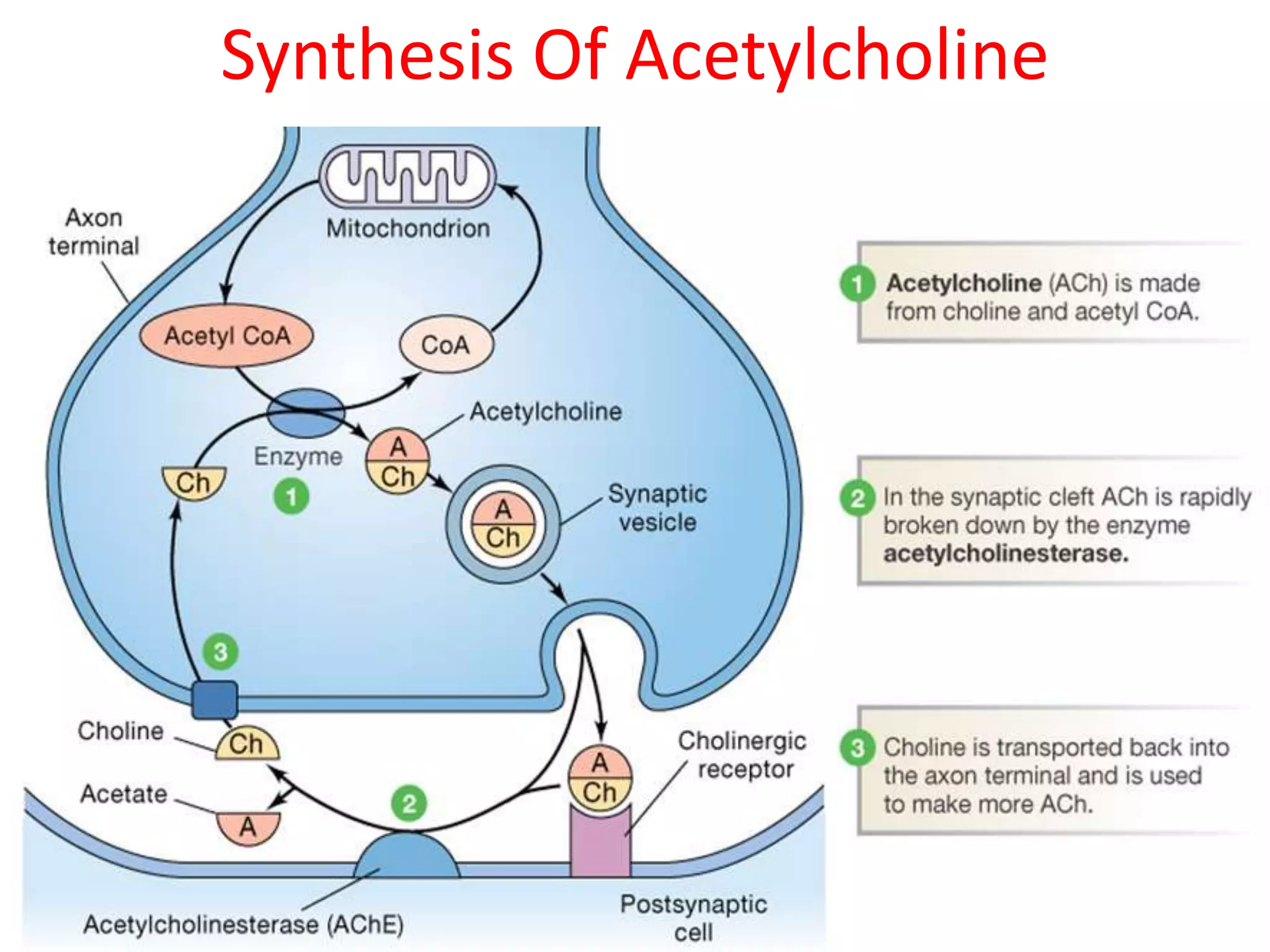 Acetylcholine | PPTX