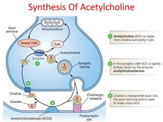 Acetylcholine | PPTX