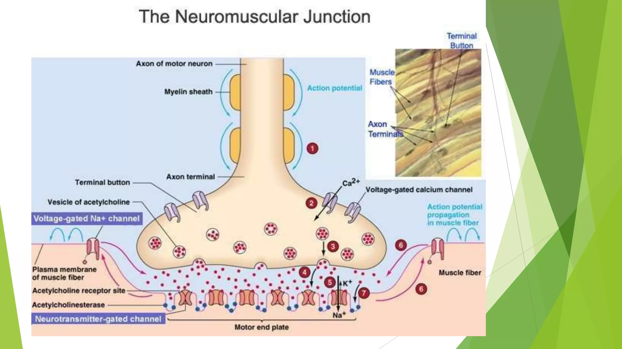 Acetylcholine - A neurotransmitter | PPTX