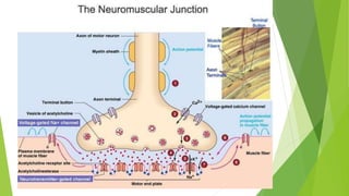 Neurotransmission Acetylcholine