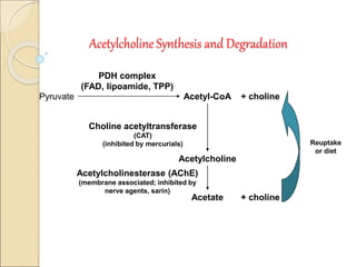 ACETYLCHOLINE.ppt