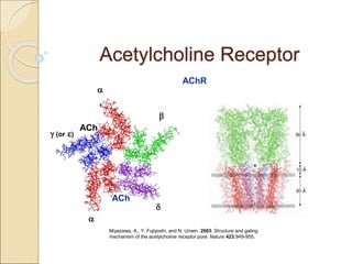 ACETYLCHOLINE.ppt