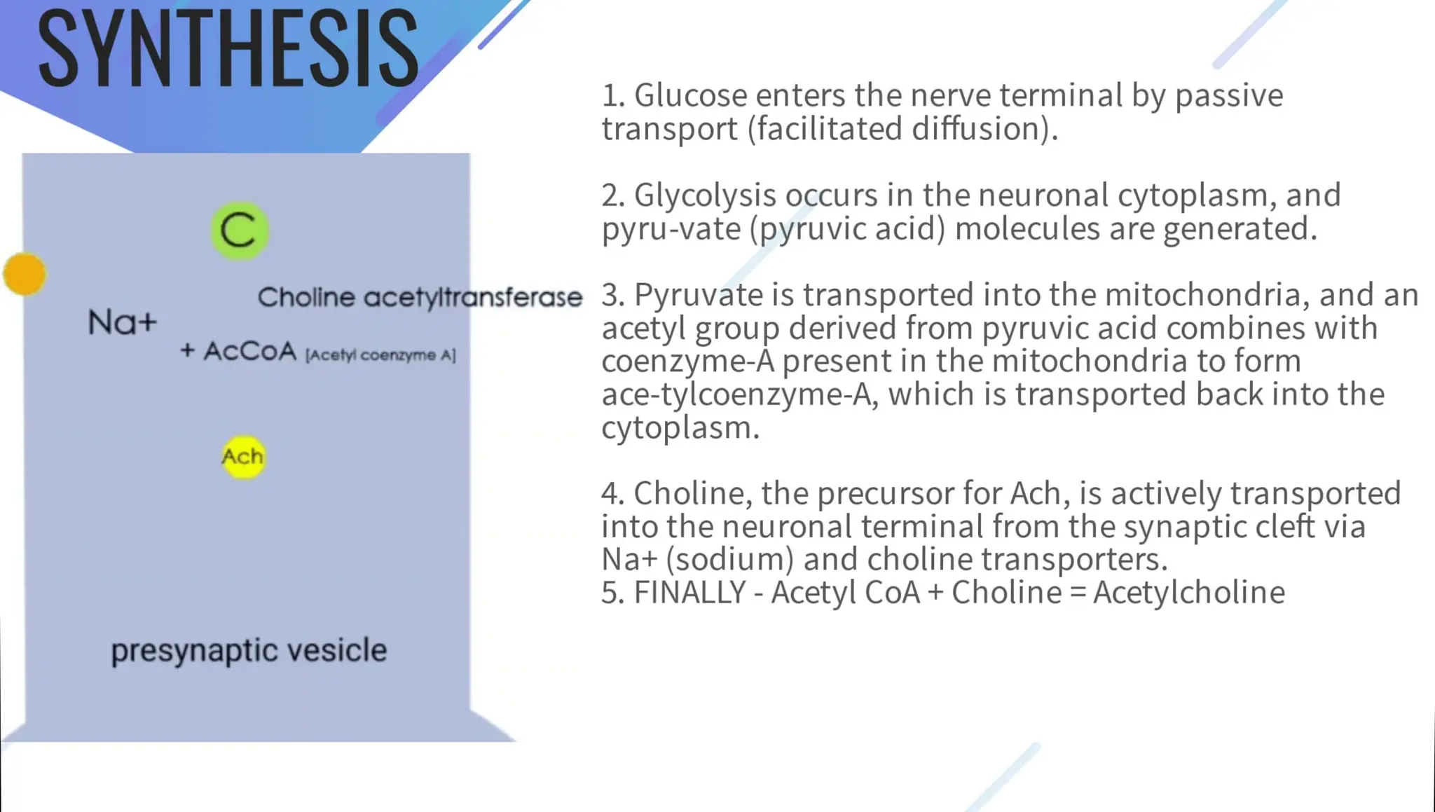 Acetylcholine Neurotransmitter | PDF