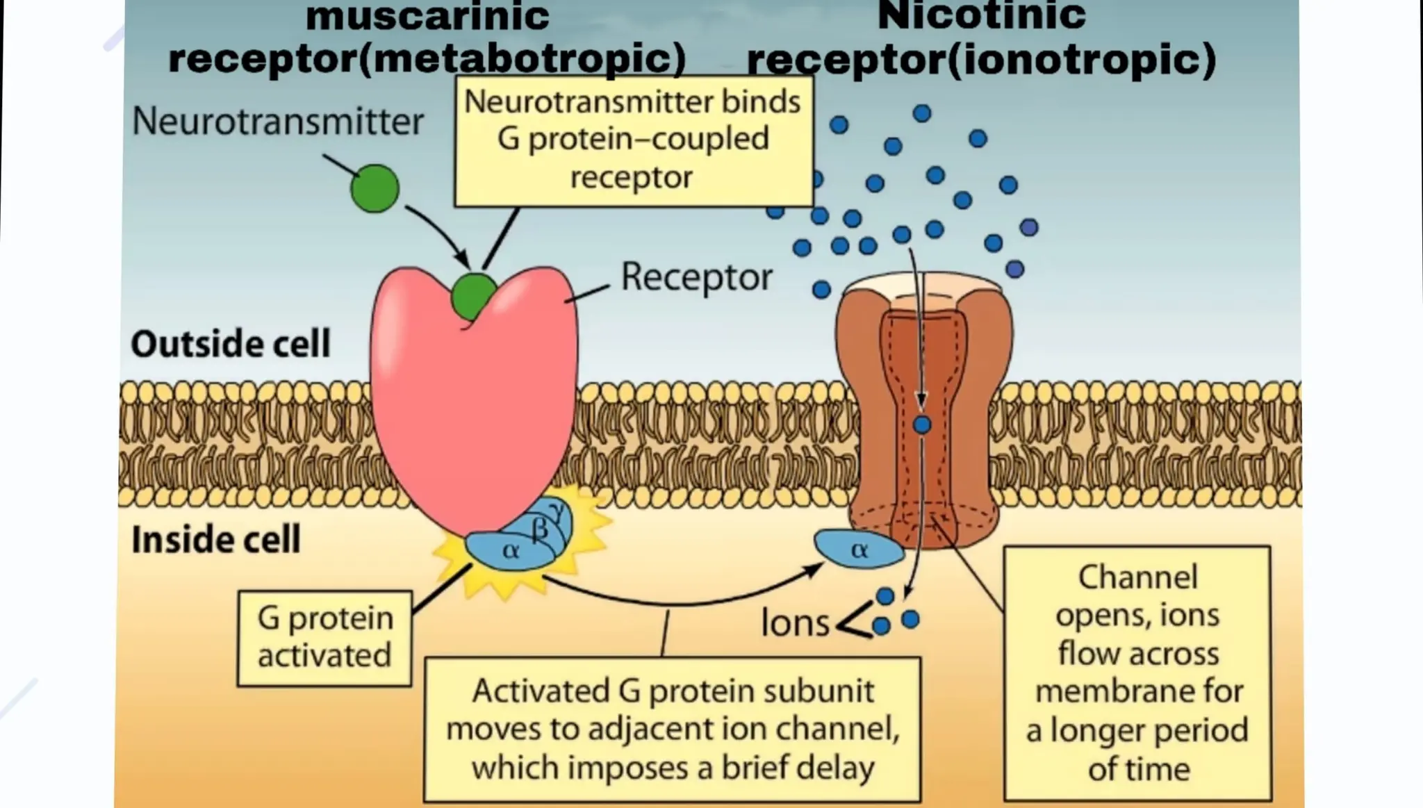Acetylcholine Neurotransmitter | PDF