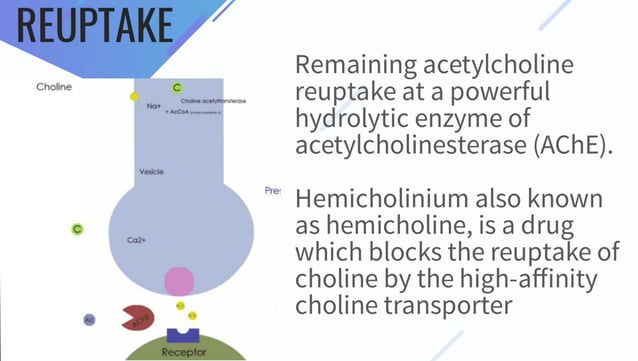 Acetylcholine Neurotransmitter | PPT