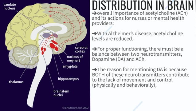 Acetylcholine Neurotransmitter | PPT
