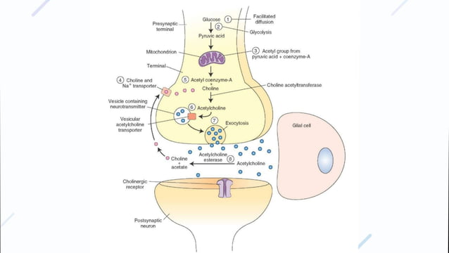 Acetylcholine Neurotransmitter | PPT