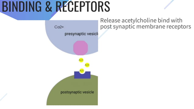 Acetylcholine Neurotransmitter | PPT