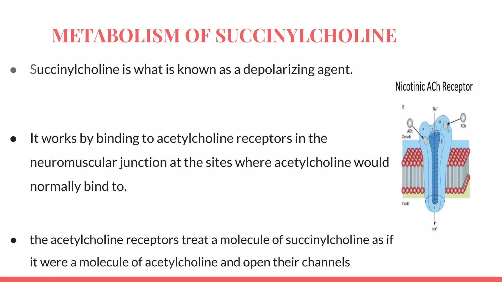 Acetylcholine and succinylcholine | PDF