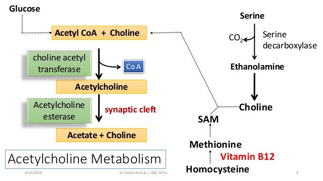 Acetylcholine metabolism by Dr. Ashok Kumar J