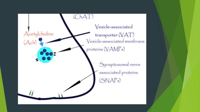 Acetylcholine ppt | PPTX | Brain and Nervous System Disorders ...