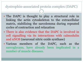 Acetylcholine receptors.pdfdhdhdhdrhdthth | PDF