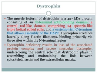 Acetylcholine receptors.pdfdhdhdhdrhdthth | PDF