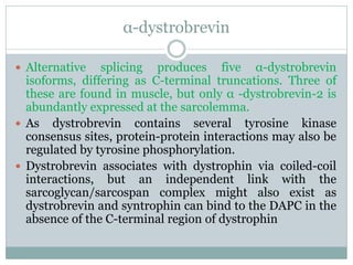 Acetylcholine receptors.pdfdhdhdhdrhdthth | PDF