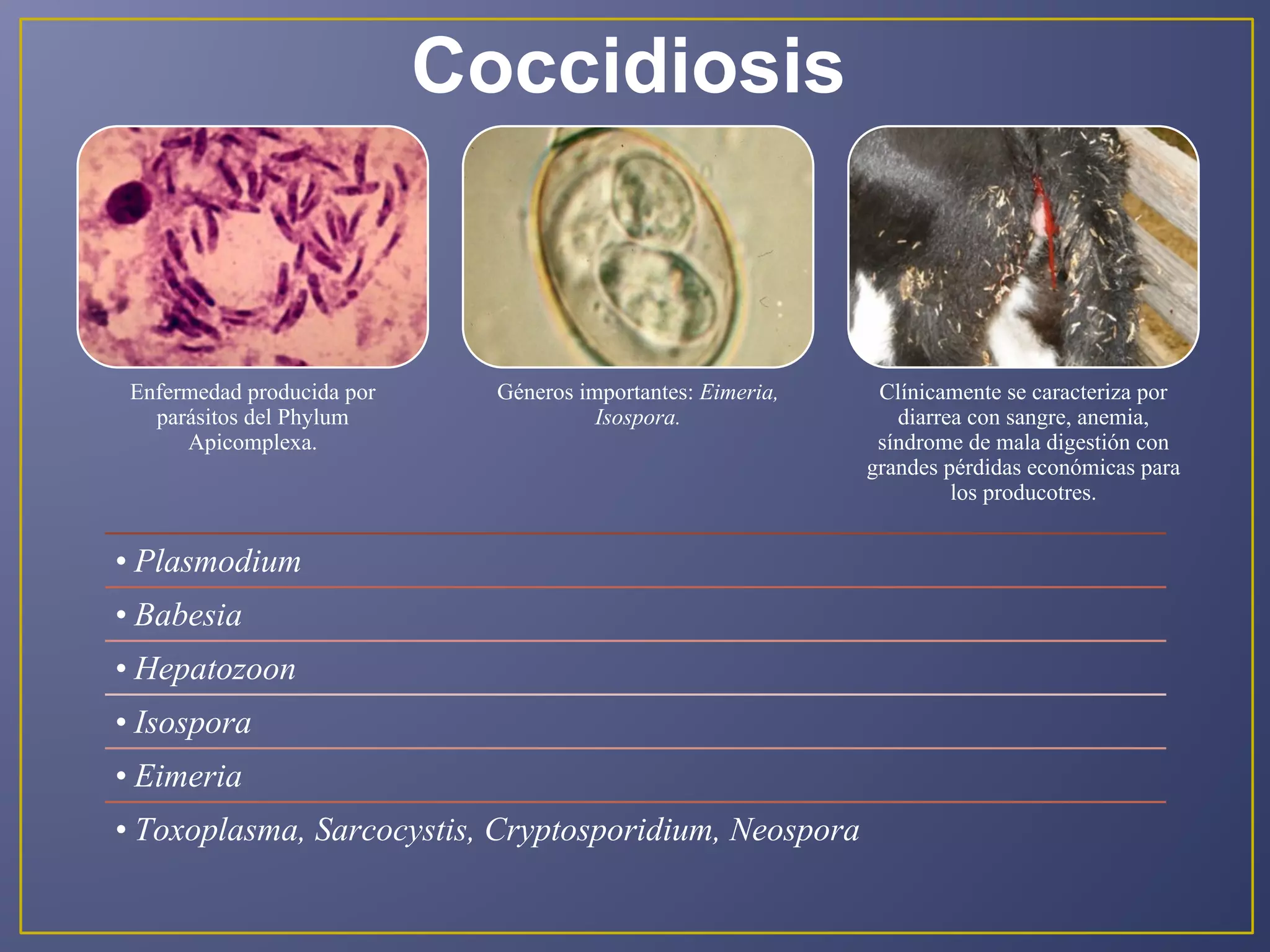 Coccidiosis en Animales Domésticos | PDF