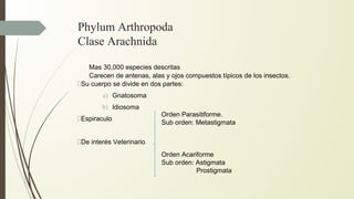 Phylum Artropoda. Clase Arachnida | PDF