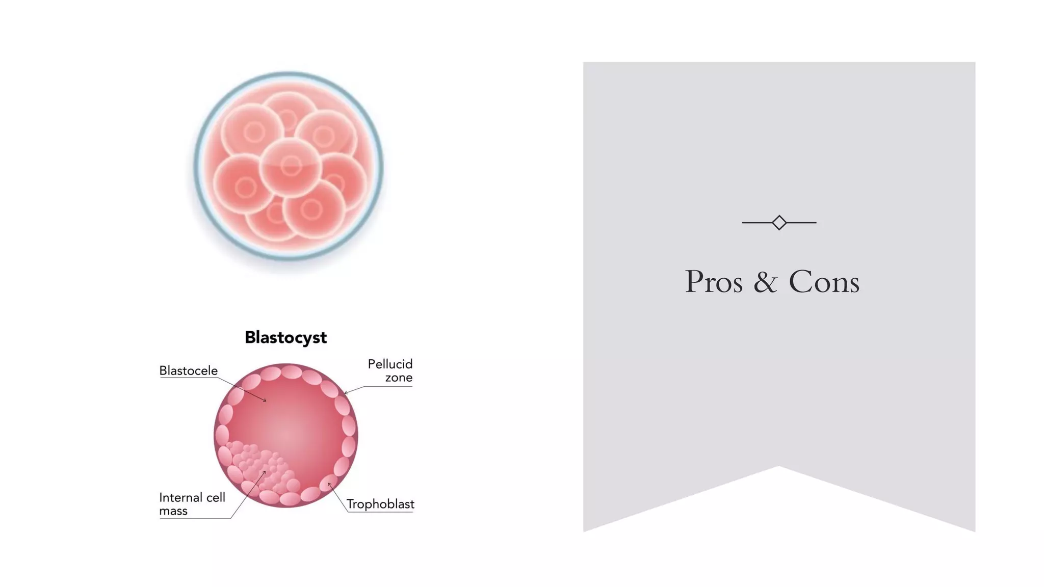 CLEAVAGE OR BLASTOCYST EMBRYO TRANSFER | PDF