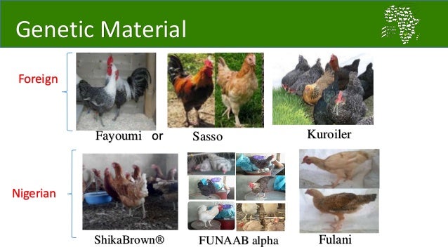 Introducing the African Chicken Genetic Gains project