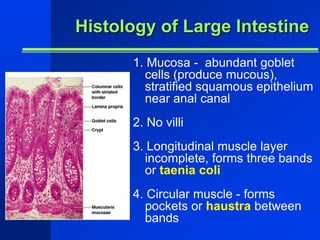 Digestive Tract | PPT