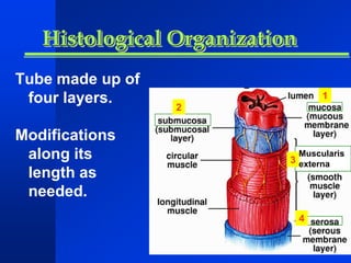 Digestive Tract | PPT