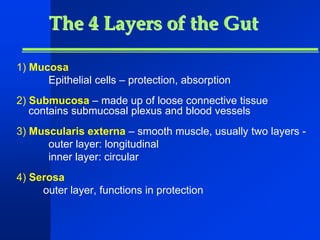 Digestive Tract | PPT