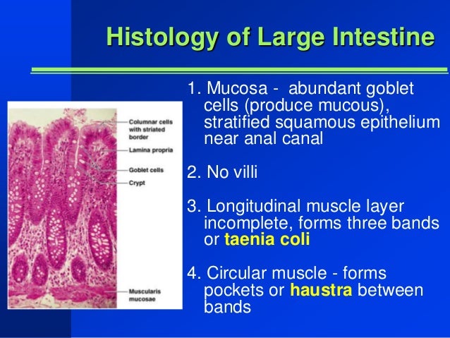 Haustra And Taenia Coli