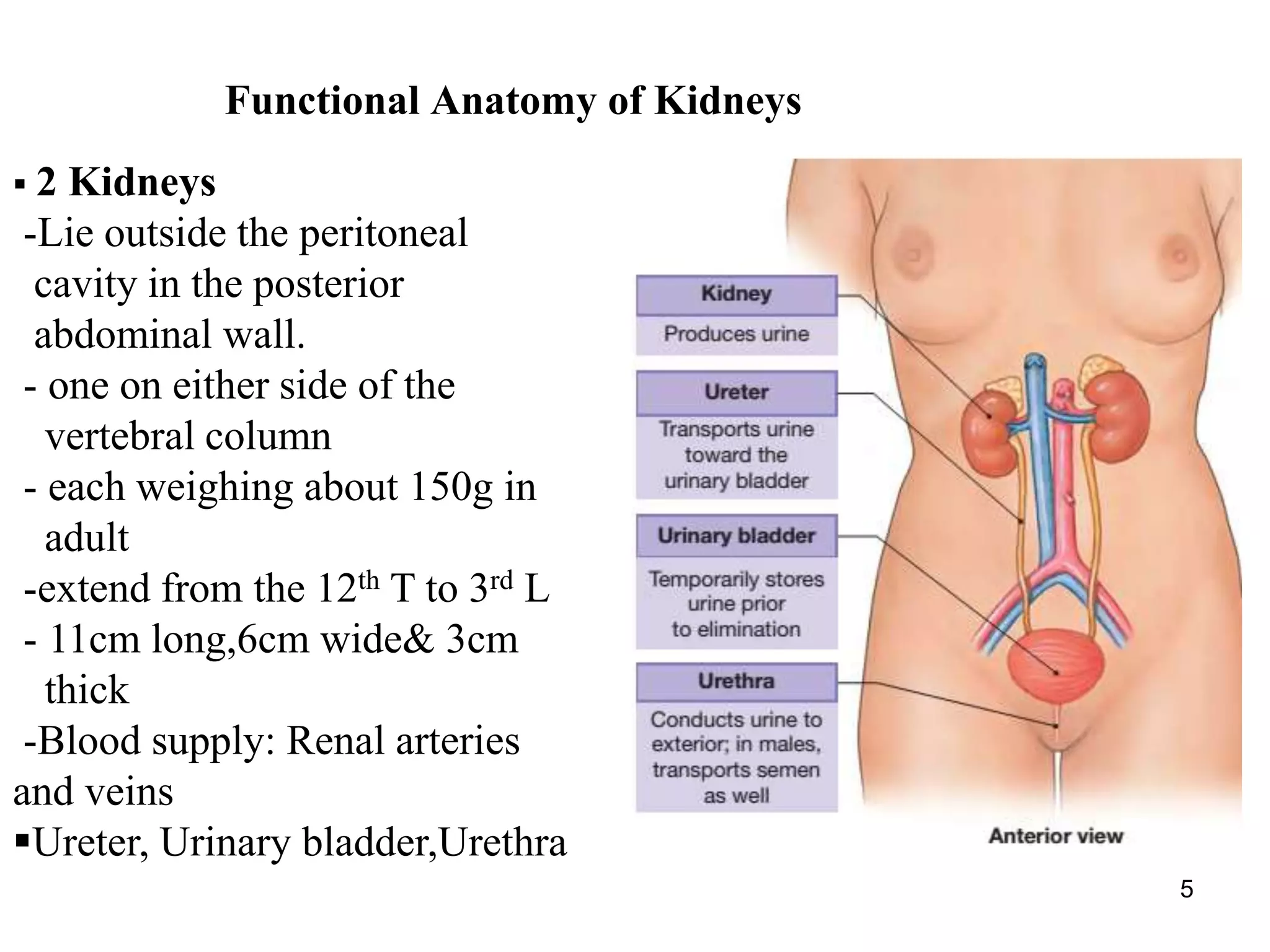A Chapter 8- Renal Physiology-1.ppt