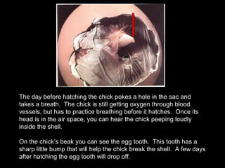 A chick hatches | PPT