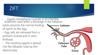 Achievements and perspectives of embryology | PPTX | Pregnancy ...