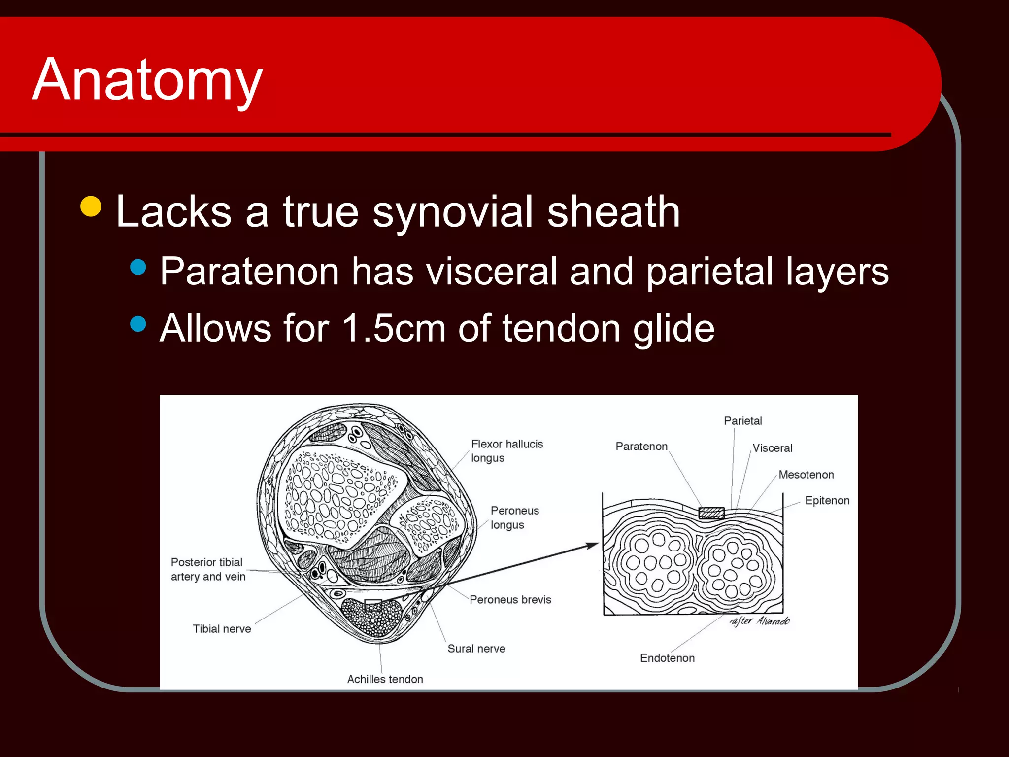Achilles tendon pathology | PPT