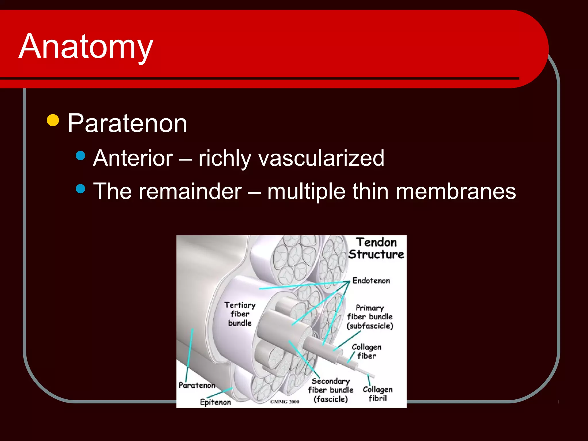 Achilles tendon pathology | PPT