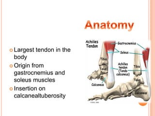 Achilles tendon for presentation | PPTX