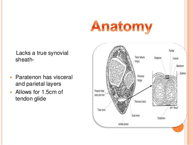 Achilles tendon for presentation