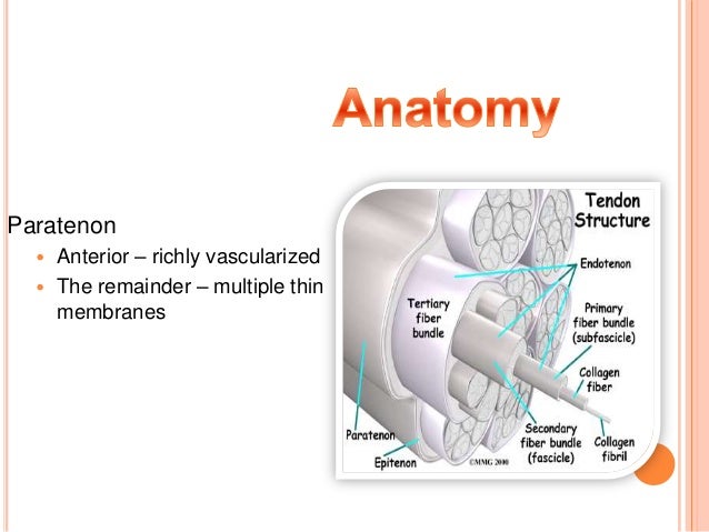 Achilles tendon for presentation