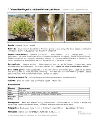 Achnatherum Speciosum