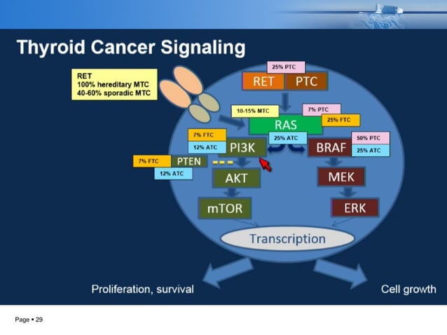 Treatment of radioactive iodine-refractory metastatic differentiated thyroid carcinoma | PPT ...